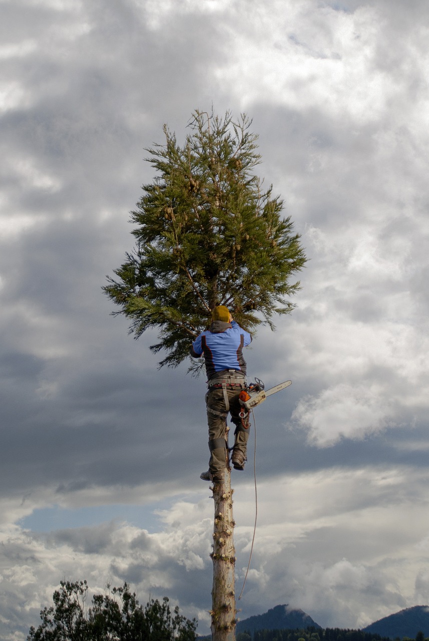 Arborist Services - Professional San Antonio Tree Removal
